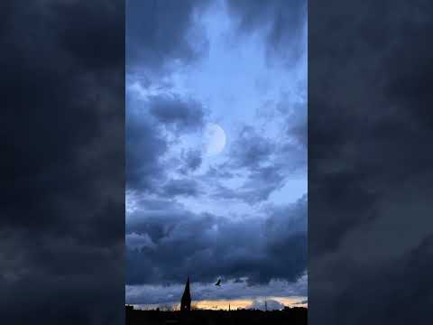 moonbird | sunset | germany | edited | shorts