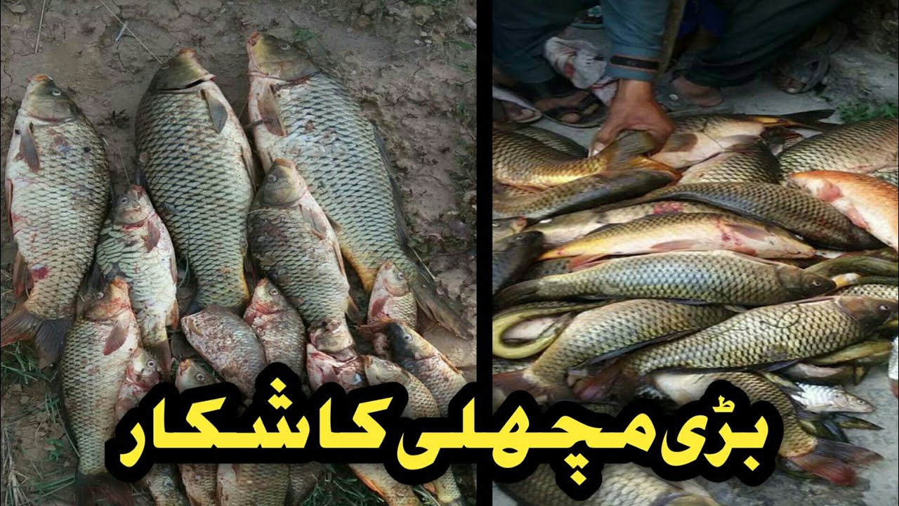Fish hunting machli k shakar big rohu fish catch - YouTube