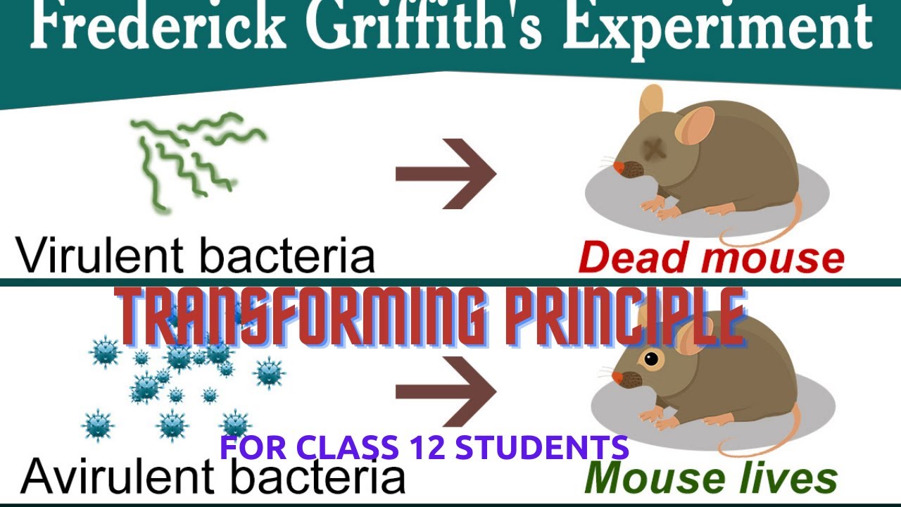 Transforming Principle-Frederick Griffith Experiment For Class 12 ...