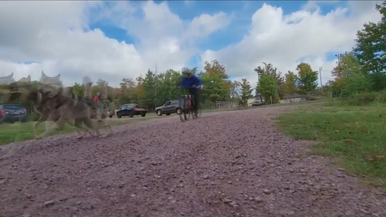 Sucker River Mud Bath Dryland Dash sled dog race happening in Grand ...