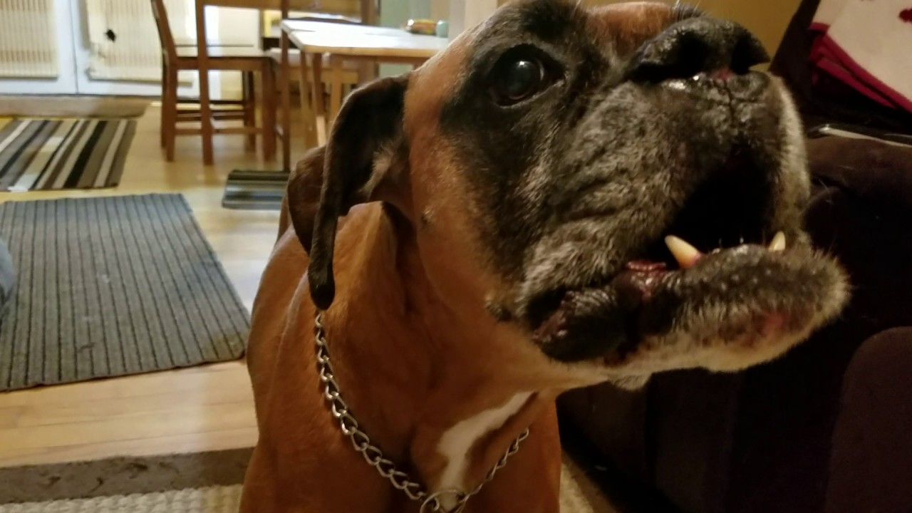 Duke the Talking Dog 5 - YouTube