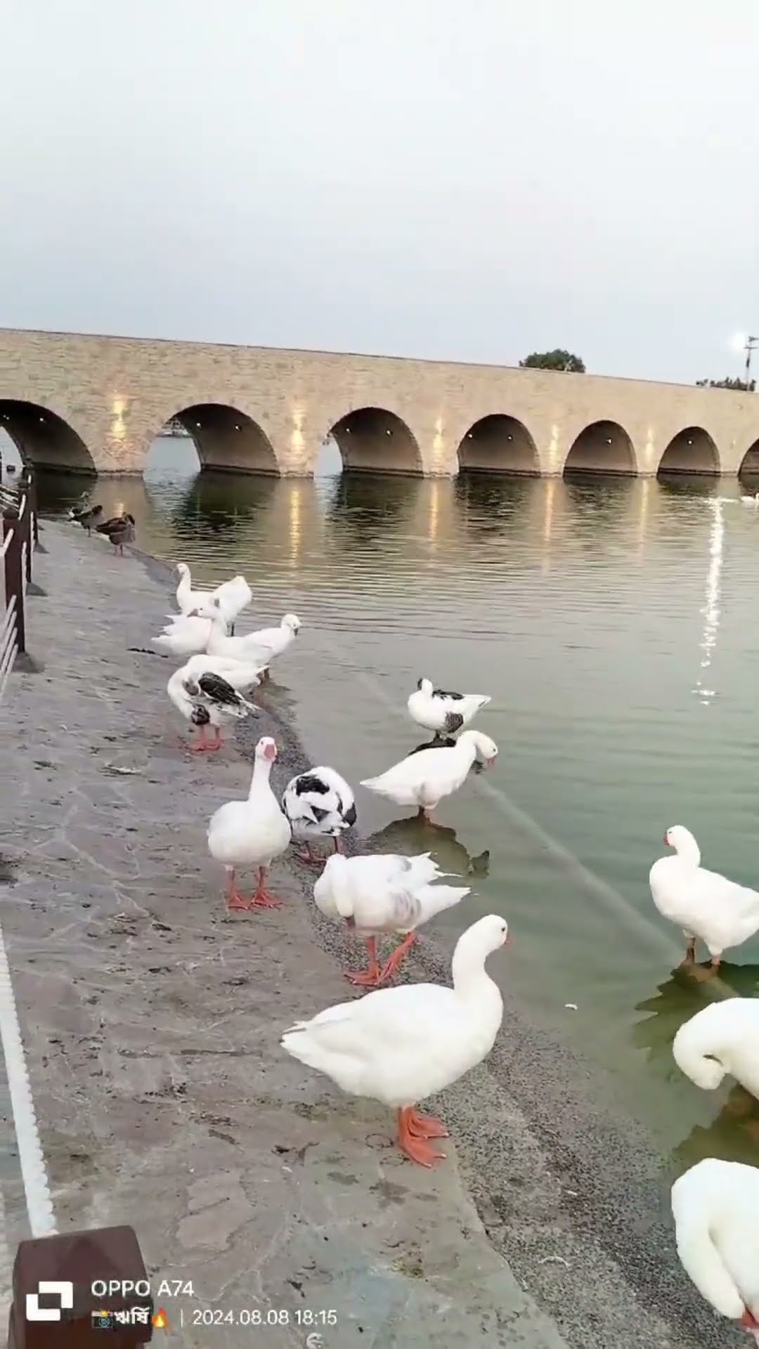 What a nature!#shortvideo #duck #riral #viralnaturevideo #nature # ...