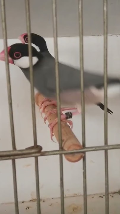 Cutest grey java finch pair #youtubeshorts #sparrow #finch #java # ...