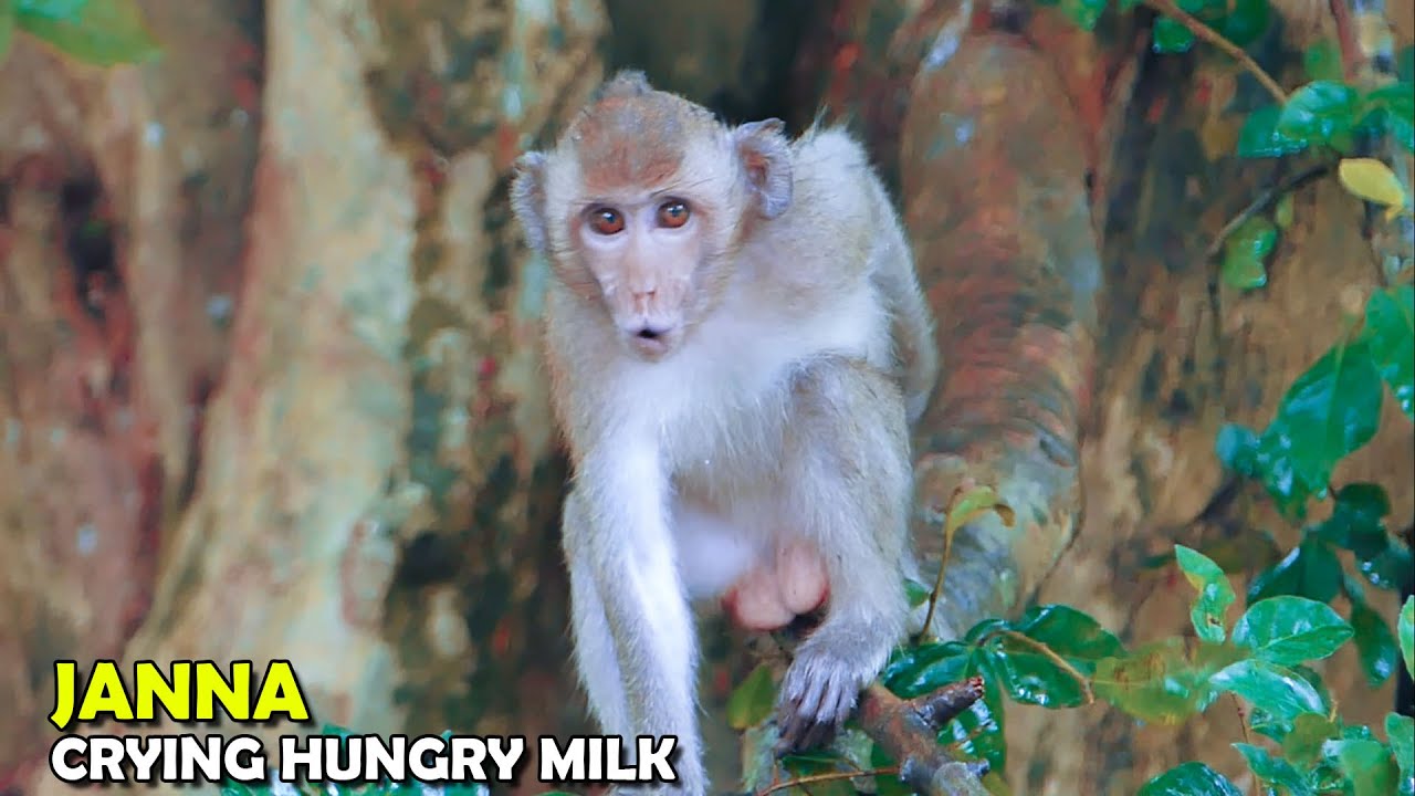 Million Pity! Little Monkey Janna Crying Low Sound Hungry Milk, Monkey ...