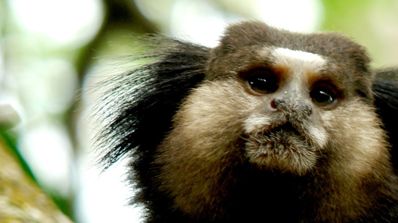 Pequenos macacos (micos) em Tiradentes MG - goPro - YouTube