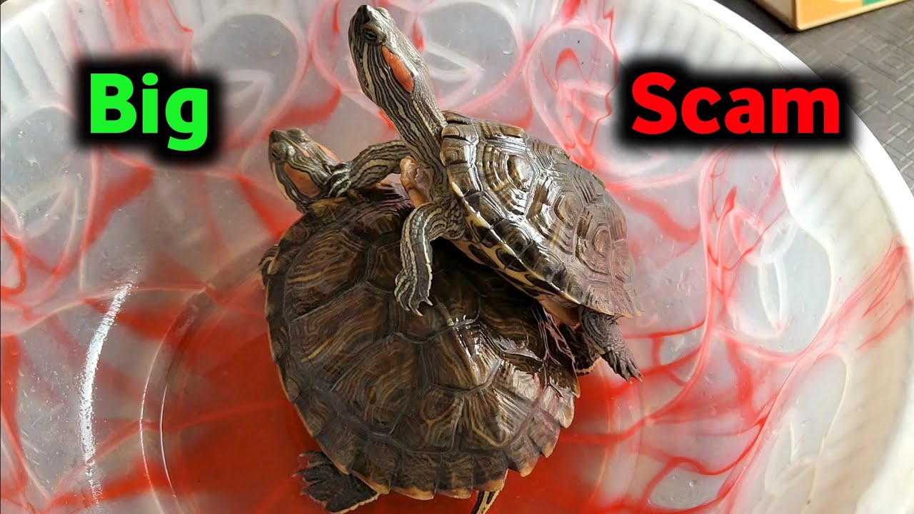 Scam For Turtle Lovers 😭 - YouTube