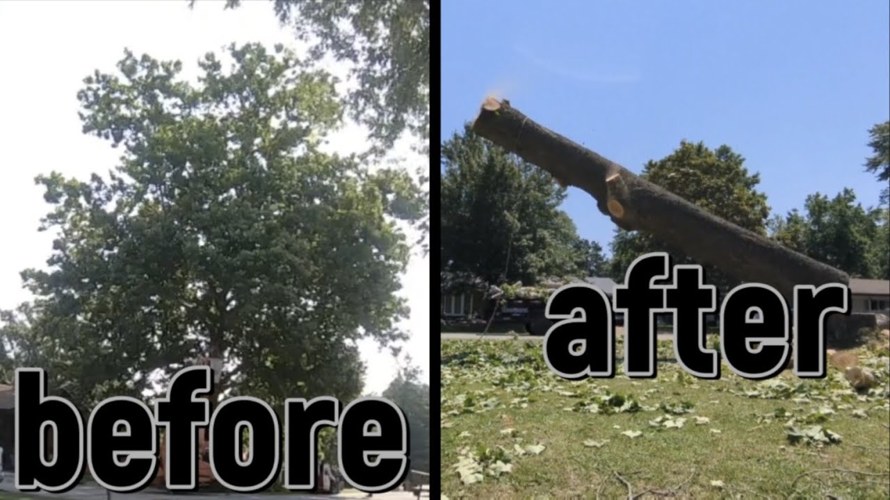 Tearing down a 150-year-old tree before something bad happens! - YouTube
