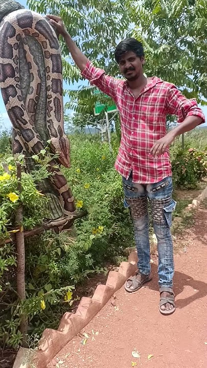 big python sleeping - YouTube