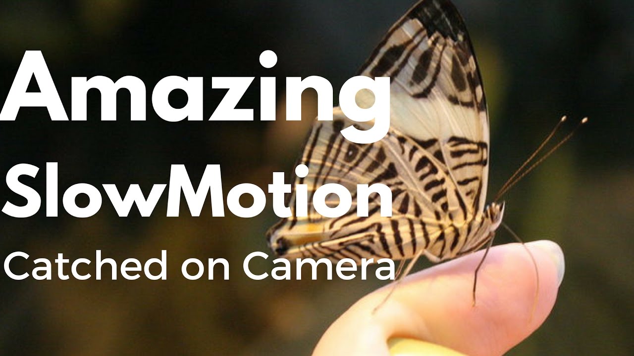 Butterfly Slow Motion Compilation Full HD - YouTube