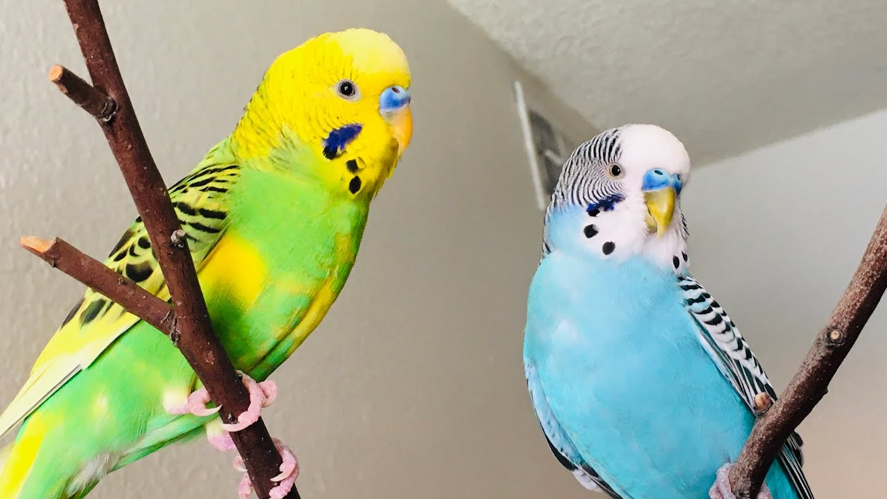 Parrot budgie sound for lonely birds, Parakeets chirping, playing ...