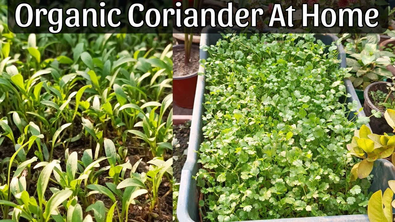 Easily Grow Organic Coriander At Home in a pot /How to Grow coriander ...