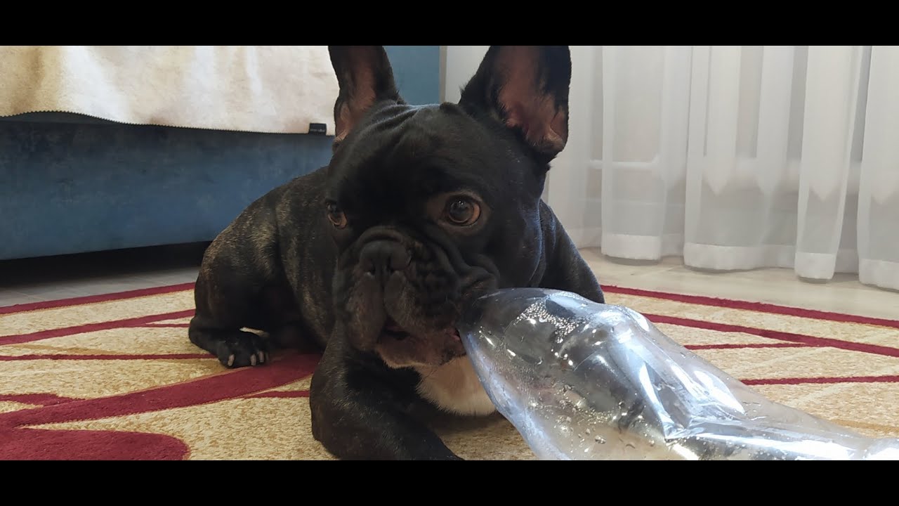 Баксик играется с бутылкой (Baksik is playing with a bottle) - YouTube