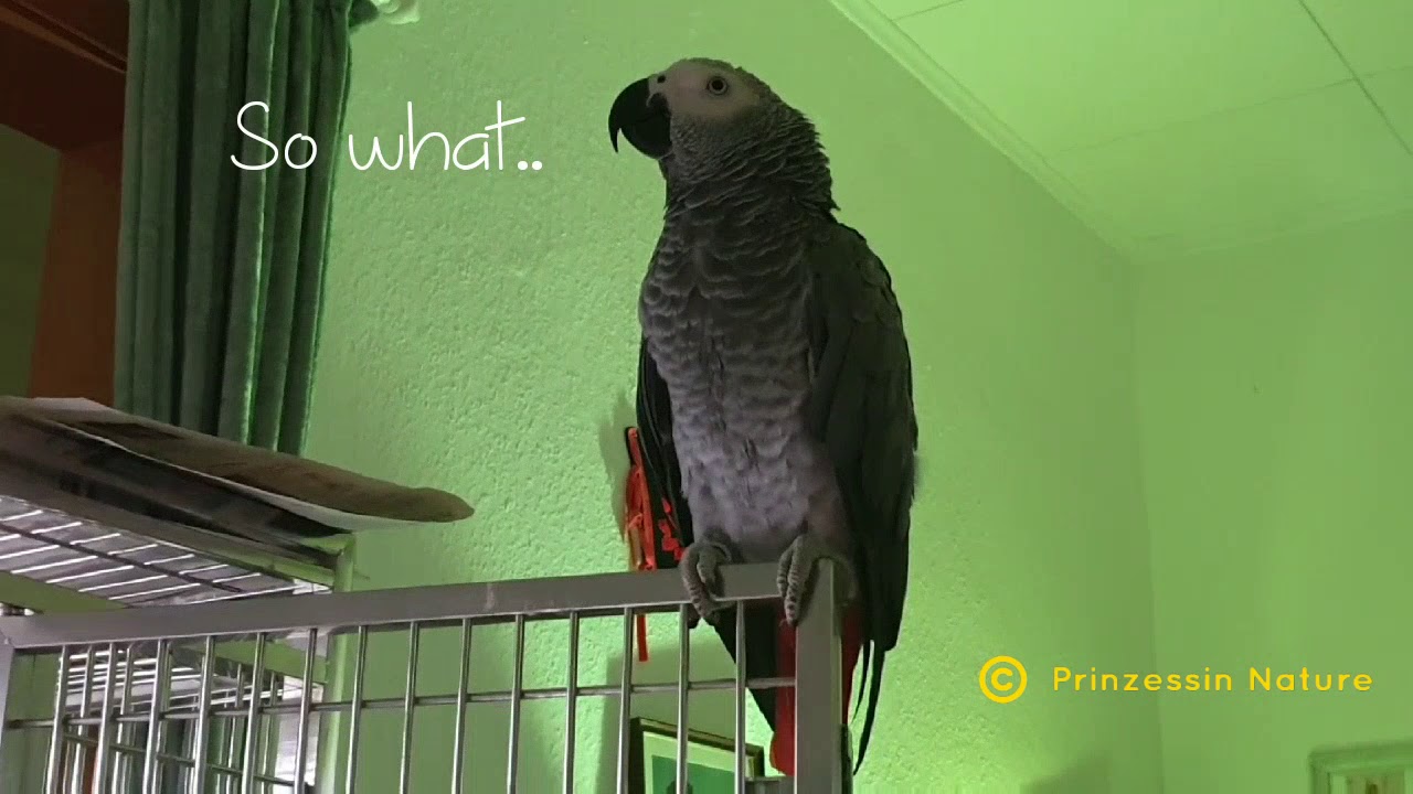 Parrot Sounds - African Grey Parrots Sounds - YouTube