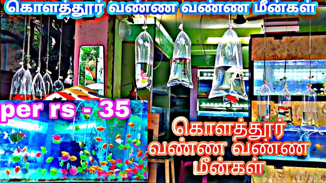 Kolathur Fish Aquarium Every Day Low Price # kolathur #fishmarket # ...