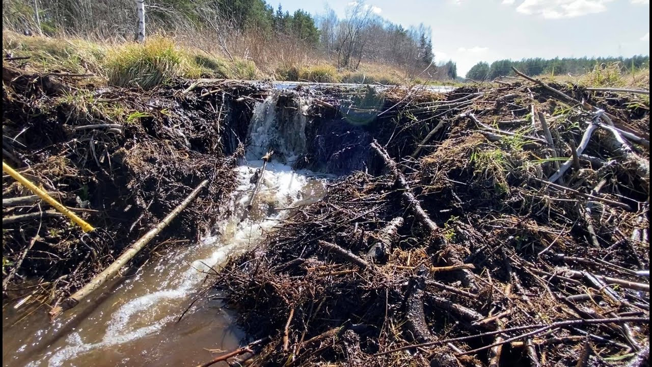Beaver dam removal || DISMANTLED WHOLE DAM. Drone footage. - YouTube