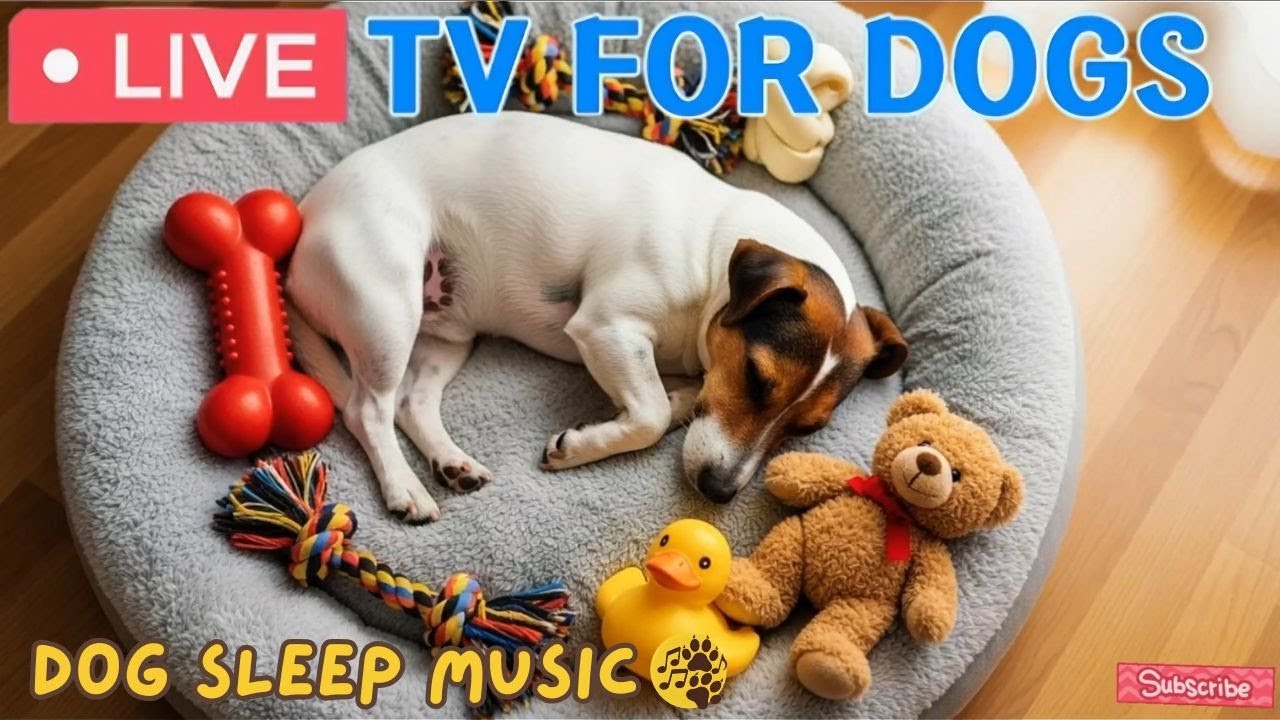 Dog Sleep Music: Turn Your Home into a Spa for Your Furry Friend. - YouTube