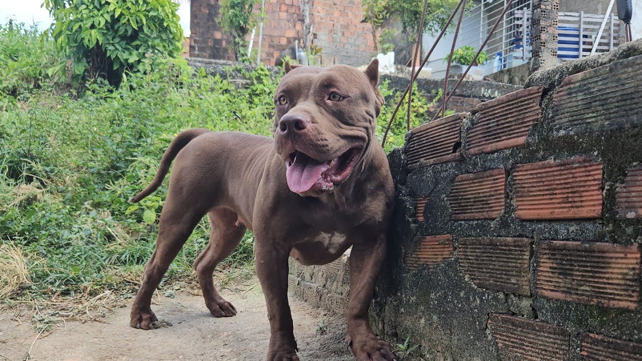 Pit Bull terrier #pitmonters - YouTube