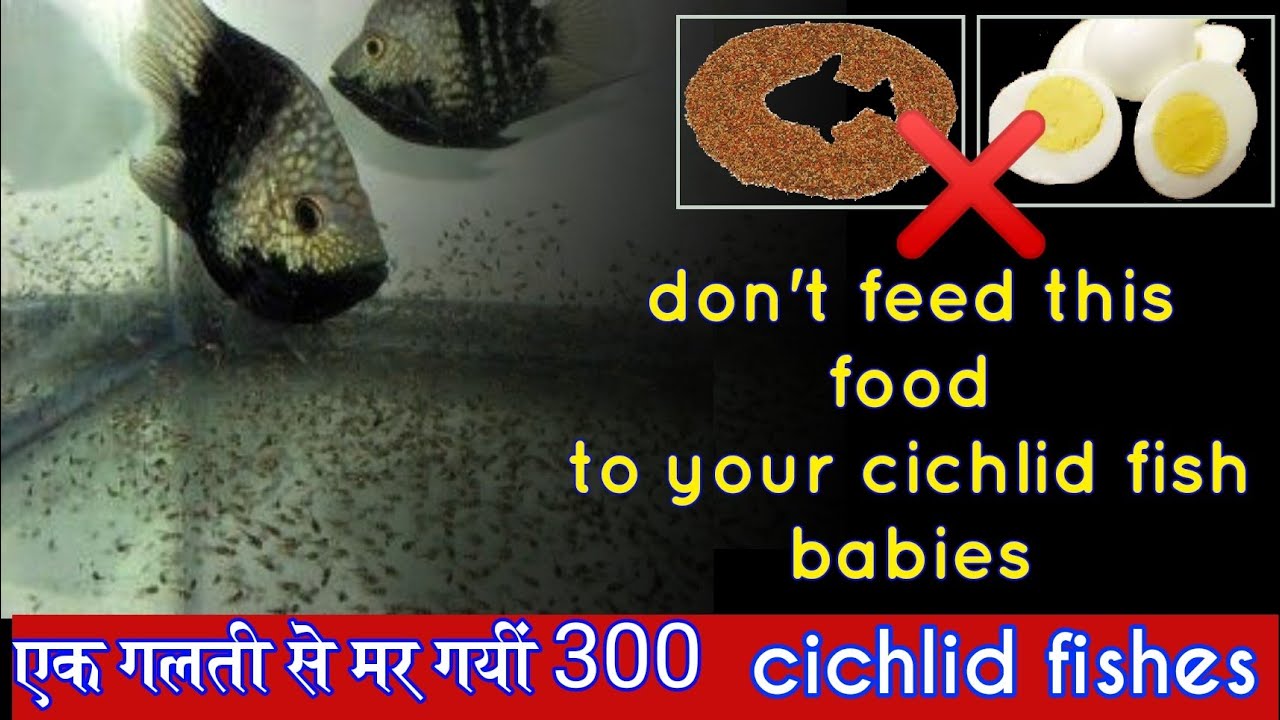 how to care cichlid babies easily, breeding in home aquarium, big ...