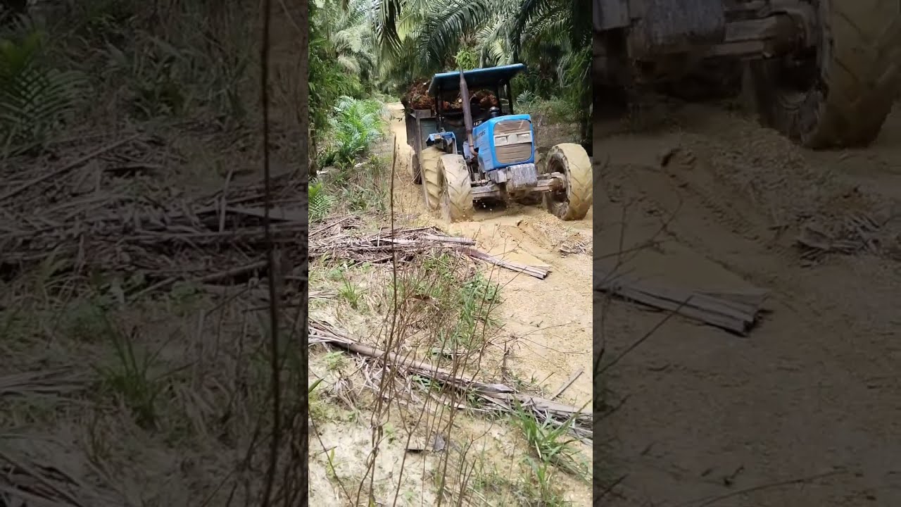 Tractor Jonder Muat Buah Sawit Masuk Lumpur - YouTube