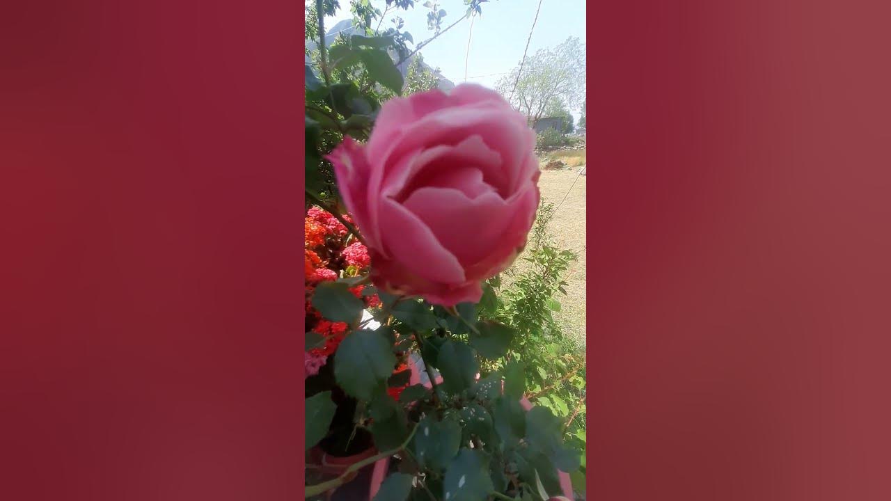 Desi gulab - YouTube