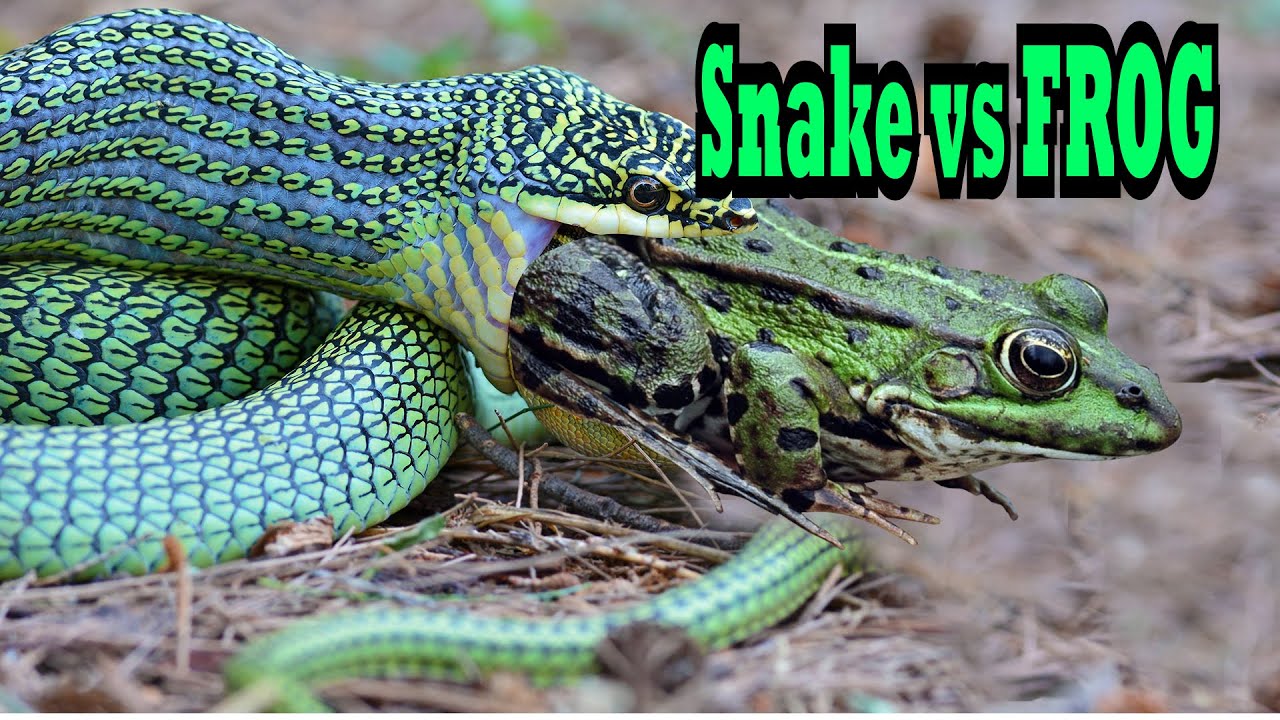 Battle of the Animals- Snake vs Frog - YouTube