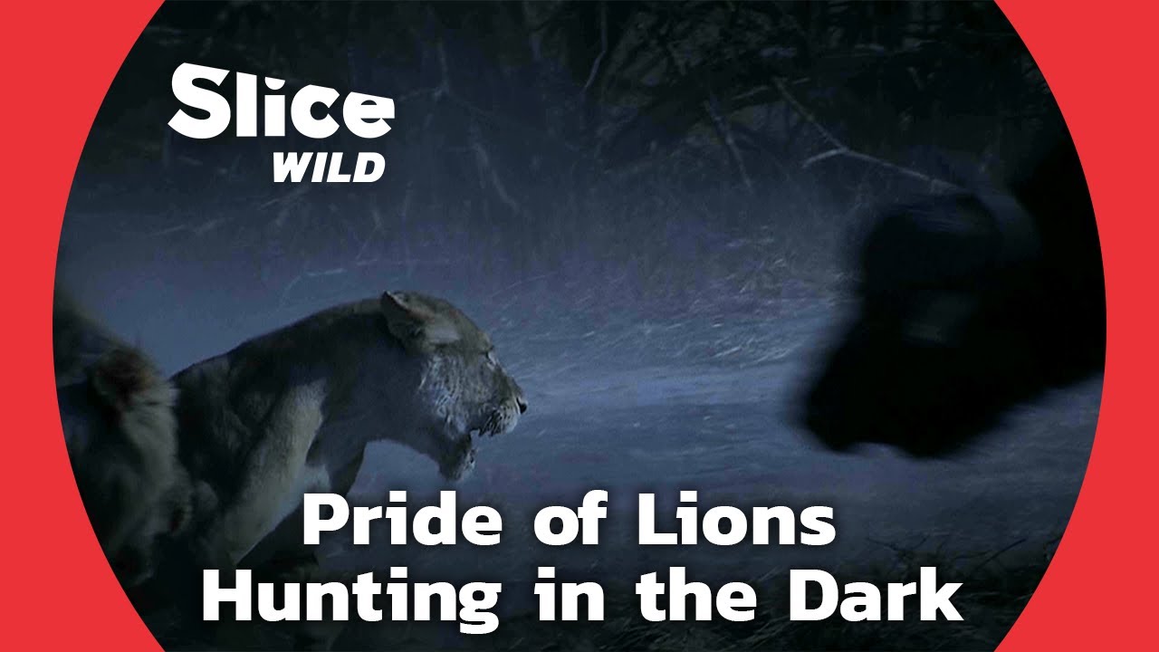 Lions Struggling to Survive in Tanzania | SLICE WILD - YouTube