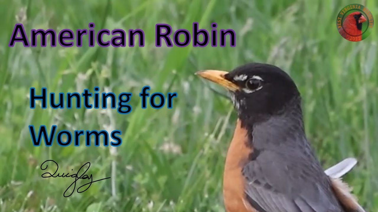 American Robin Fishing for Worms - YouTube