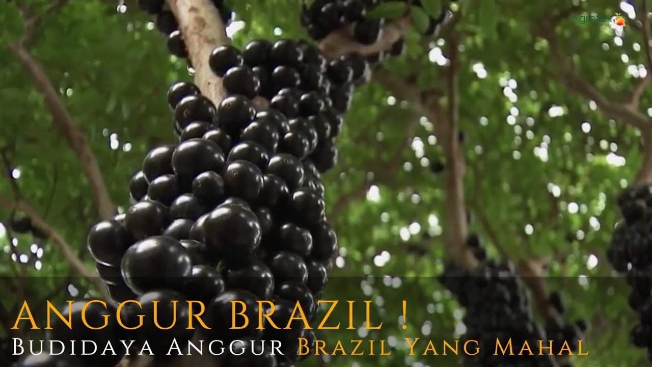 Agrotek | Ragam Tanaman Anggur Brasil Mahal & Budidaya Anggur Brazil ...