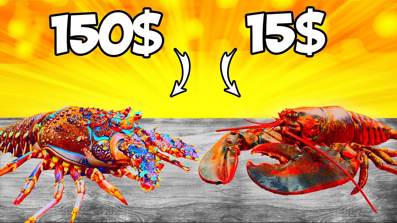 Homar vs Langusta - Co jest smaczniejsze? - YouTube