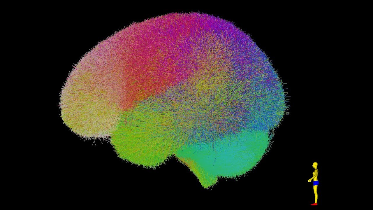 Fiber Clusters from a Brain Diffusion MRI Tractography Atlas from 100 ...