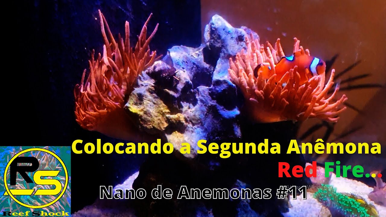 Colocando a segunda Anemona Red fire :) - YouTube