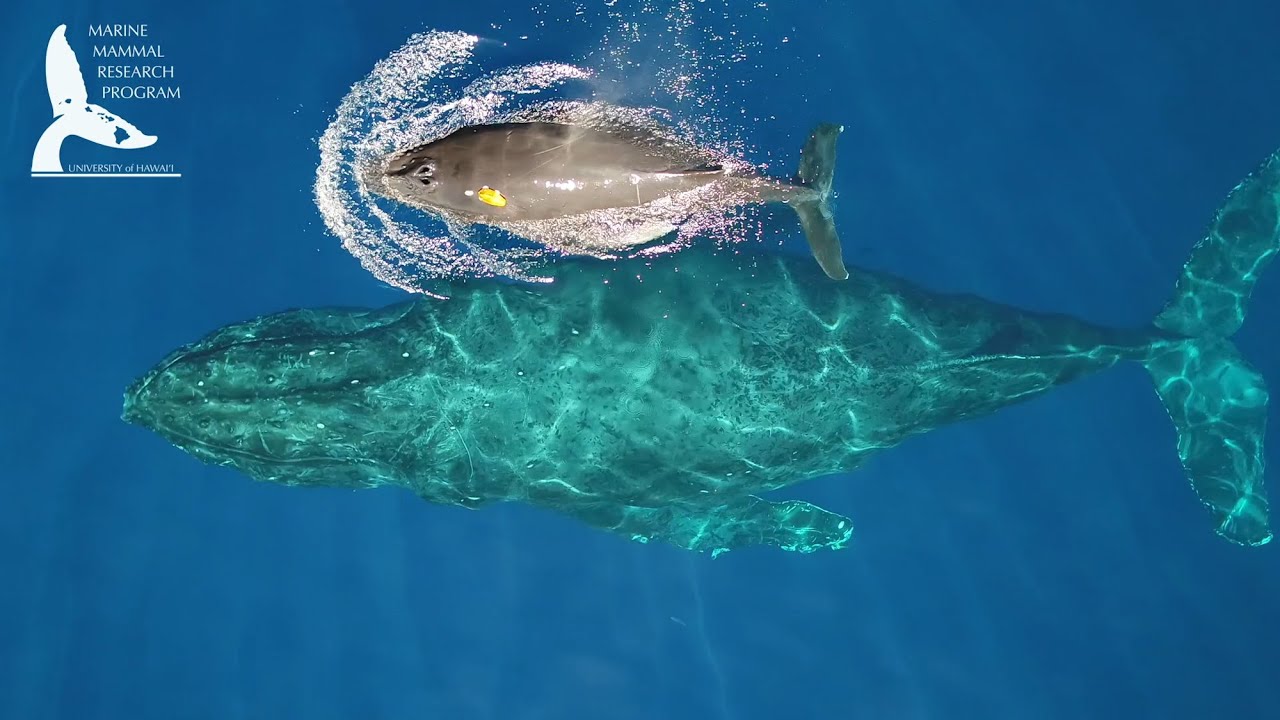 Rare Video Captures Humpback Whale Nursing Her Calf - YouTube