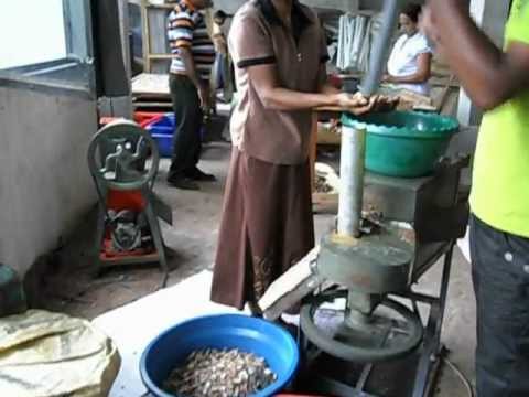 Nutmeg cutting - YouTube