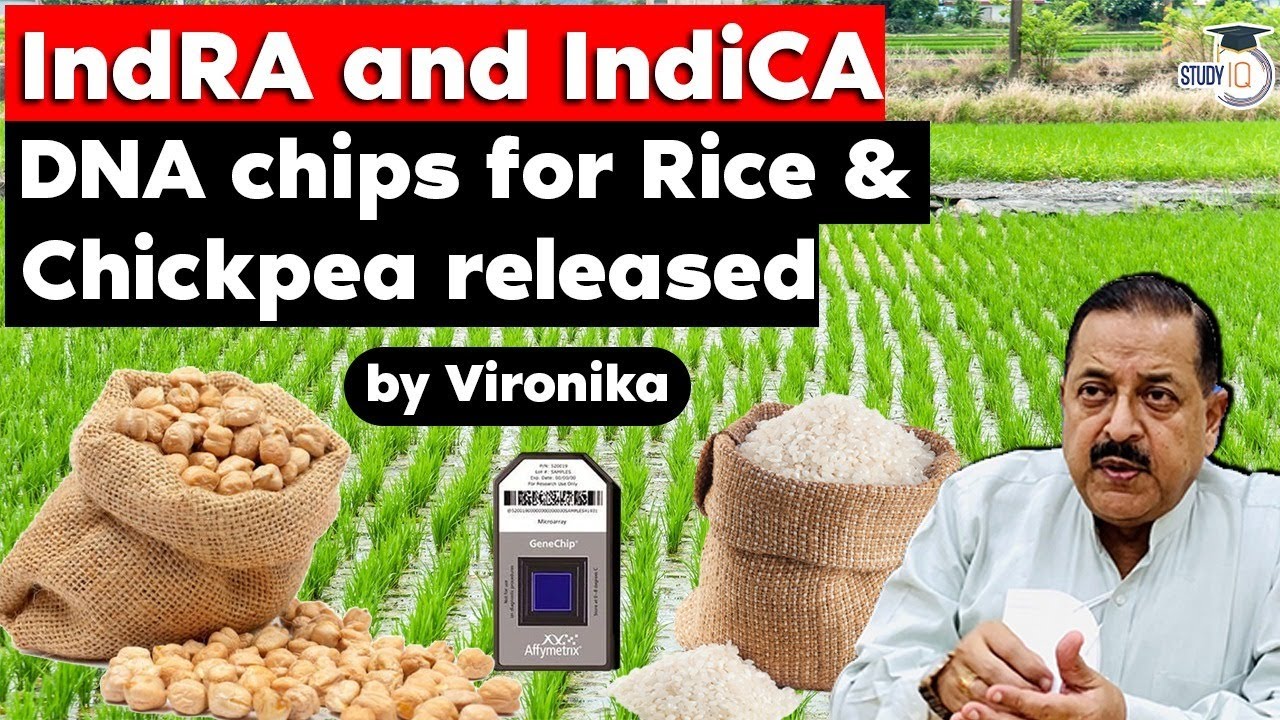 Centre launches DNA chips for Rice & Chickpea ' IndRA and IndiCA ...