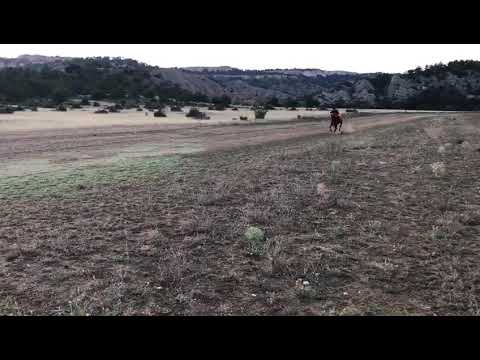 At Böyle İtilir 👍👑