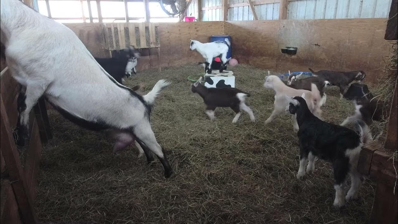 goats out 2 - YouTube