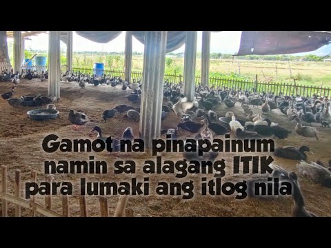ITO ANG GAMIT NAMIN PARA MALAKI SIZE ITLOG NG ITIK na alaga namin ...