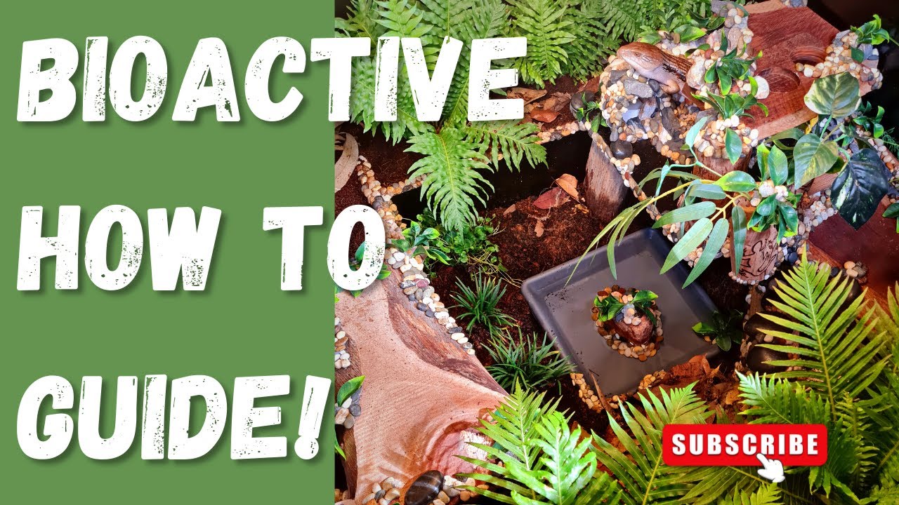 How to setup a bioactive enclosure: Step-by-step guide! - YouTube