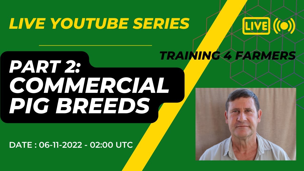 Best Commercial Pig Breeds and their selection - YouTube