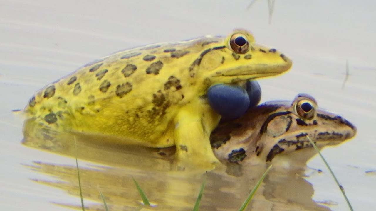 Craziest Ways Sea Creatures Give Birth Recorded On Camera - YouTube