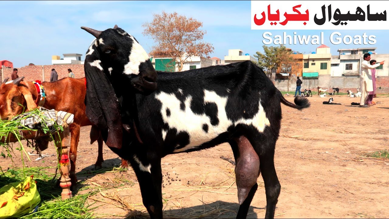 Sahiwal Goats - Good Quality Sahiwal Bakriyan Shahpur Kanjra Mandi ...