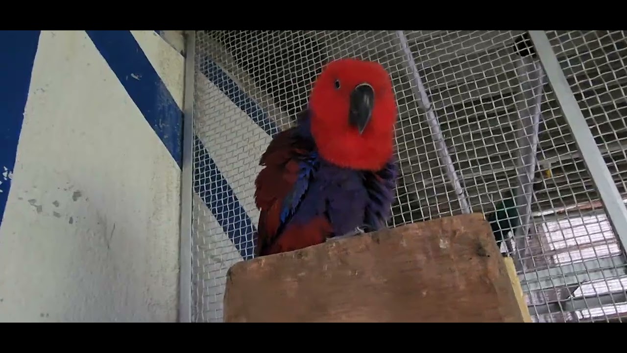 Shifting parrots in their breeding cages | Parrot breeding farm - YouTube