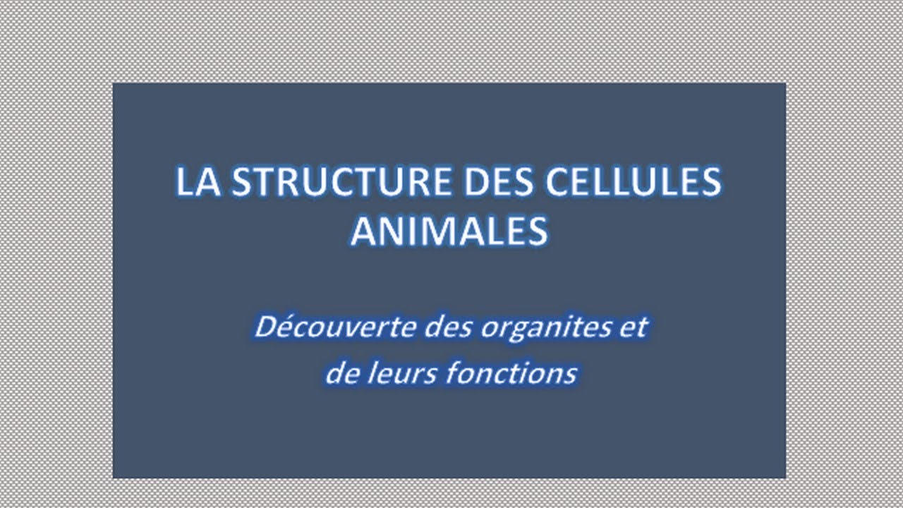 La structure des cellules animales - YouTube