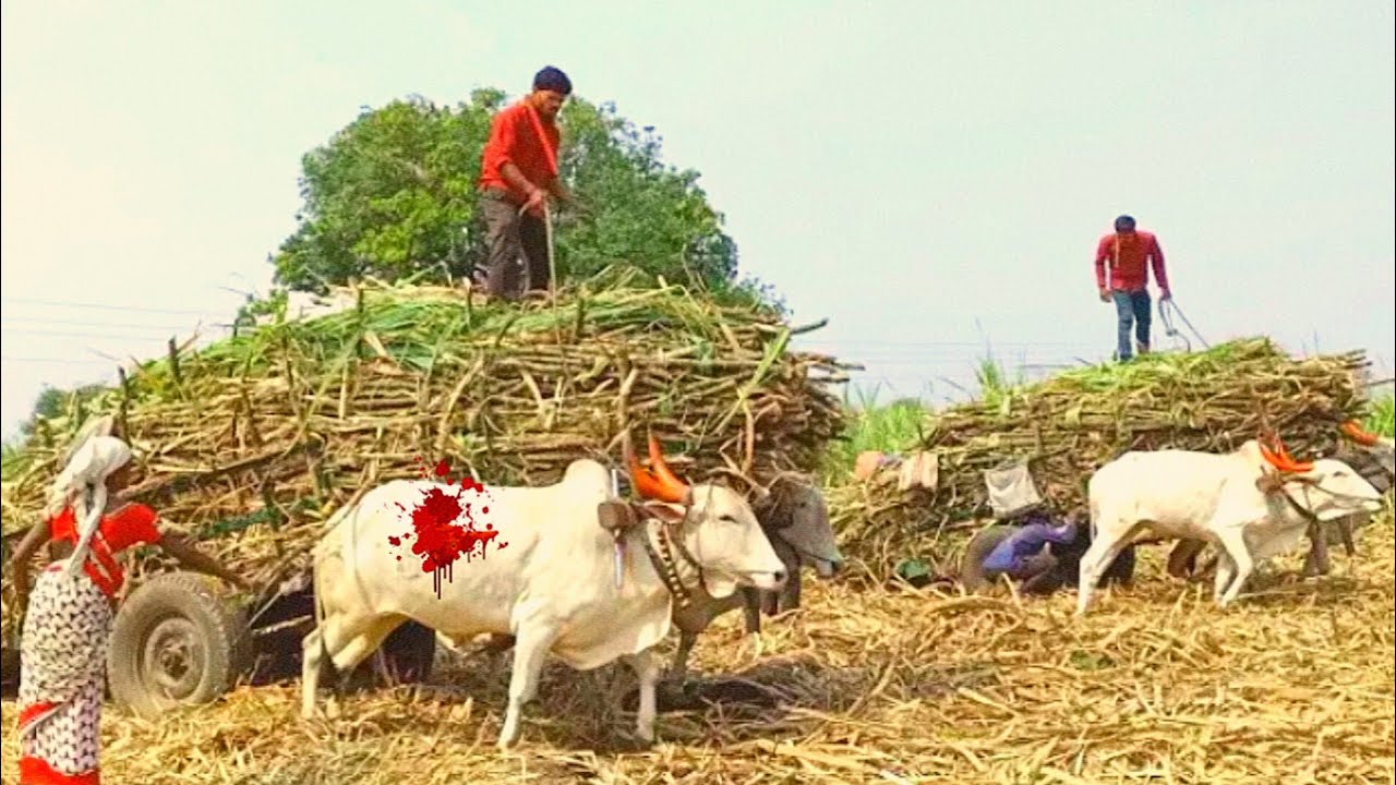 bailgadi | sugurcane cutting and loading on bailgadi | traveling on ...