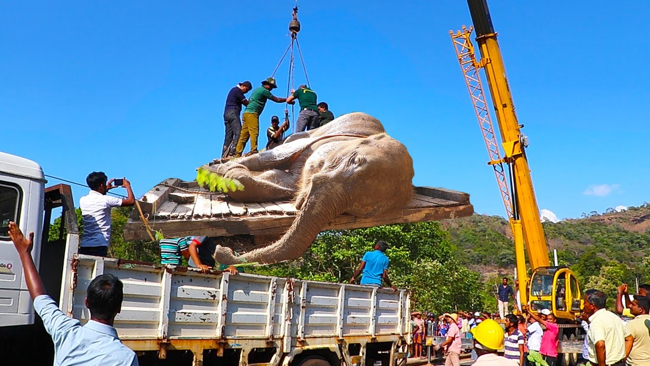 Rescue the baby elephant that fell down a mountain|baby elephant ...