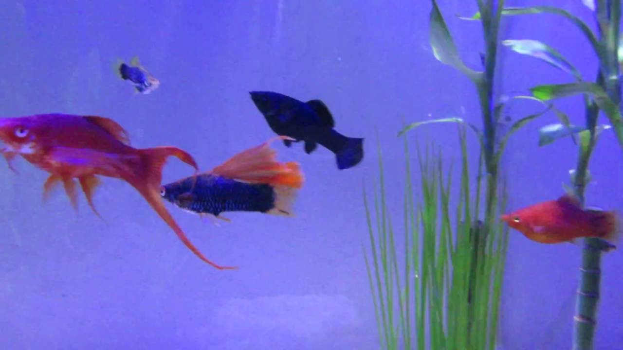 Acuario comunitario tropical. Sin fondo. Peces espada lira. - YouTube