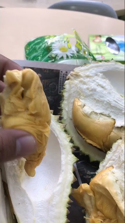 Durian Musang King Durian Manis Daging Tebal Creamy berwarna kuning layaknya kunyit - YouTube