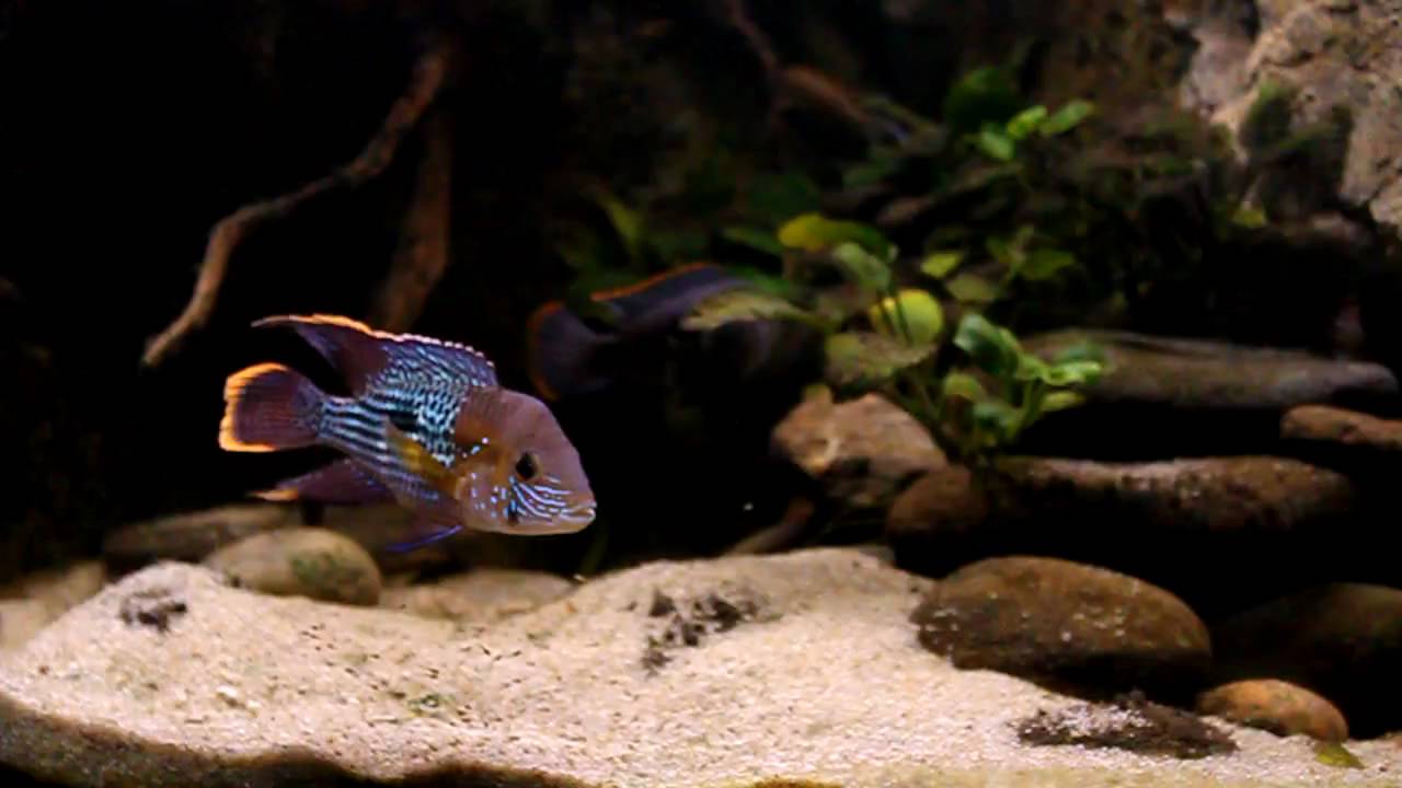 Aequidens rivulatus "Gold saum" with fry 2 - YouTube