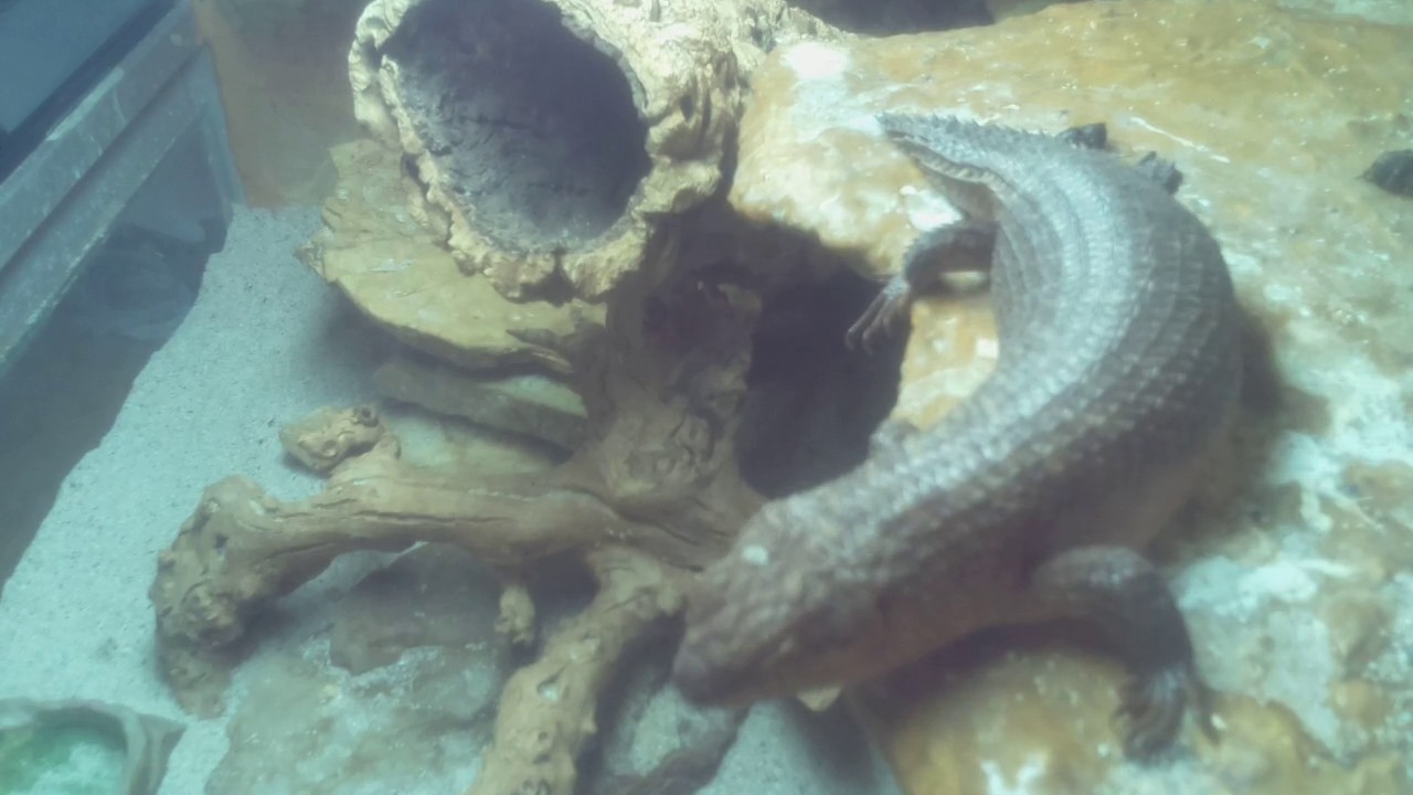 Western Spiny-tailed Skink (2017-07-08) - YouTube