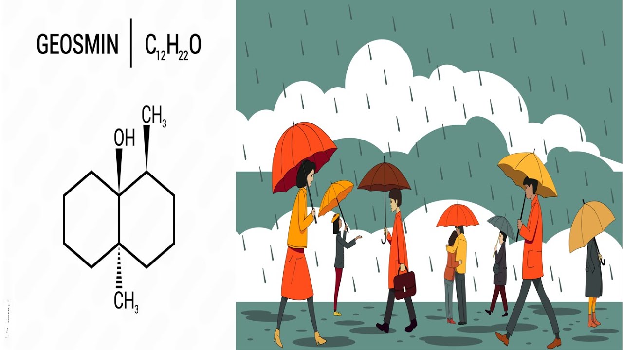 Why Rain Smells So Good: Geosmin and Microbial Magic - YouTube